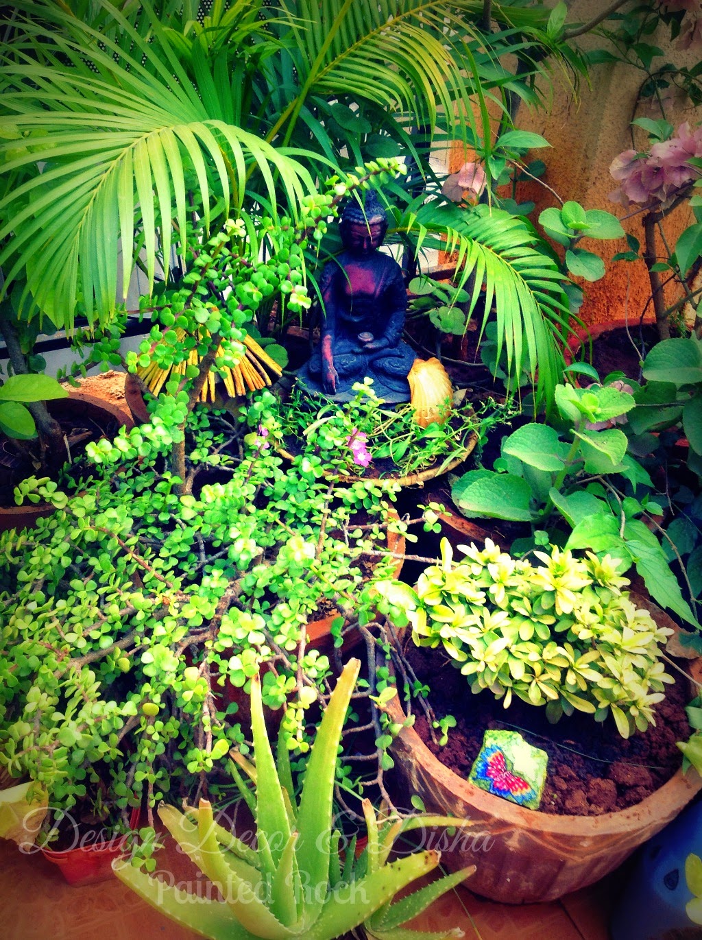 Rock To Rocking Rock ~ INDOOR HOUSE PLANT GUIDE