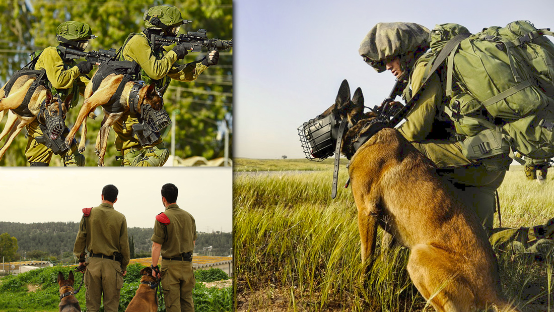 Ukraine and Israel: Oketz in Hebrew means sting, there dogs are trained ...