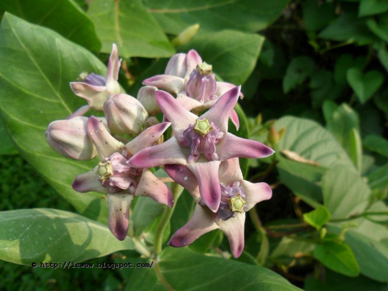 Crown flower - Calotropis gigantea