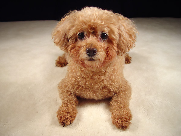 Poodle mini - Imagui