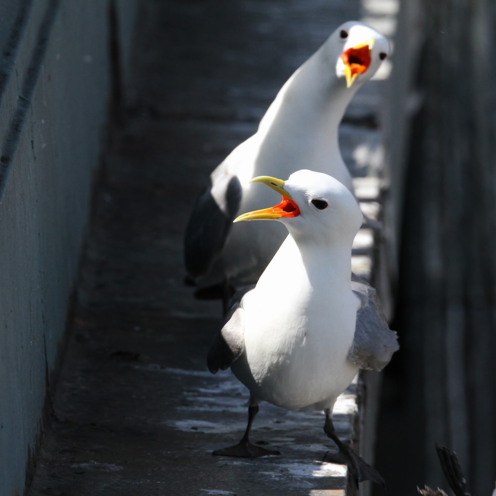 TrogTrogBlog: Bird of the week - Kittiwake