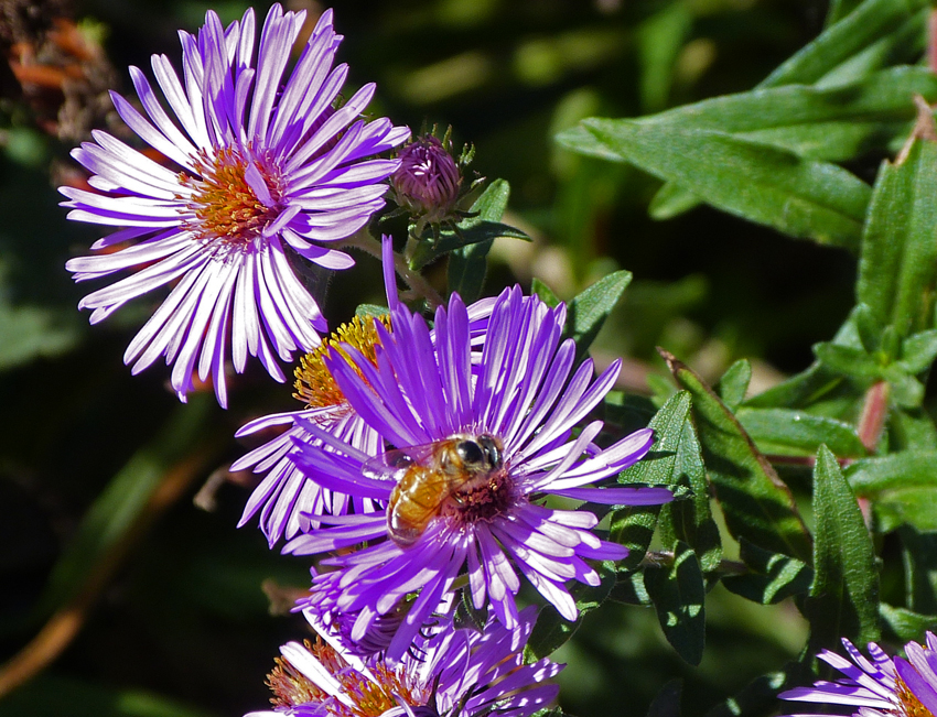 Life, Birding, Photos and Everything: Deep Purple Fall