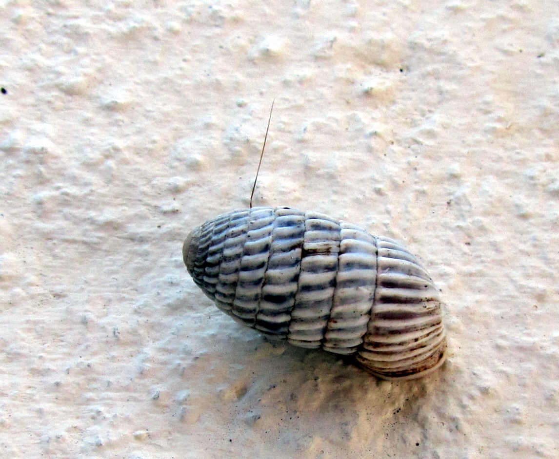 Hiking Curaçao - Flora and Fauna: Kokolishi