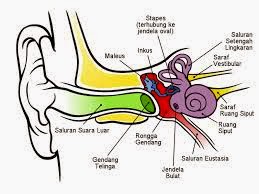 Infeksi Telinga Jangan Dianggap Remeh | Info Sehat Jasmani dan Rohani