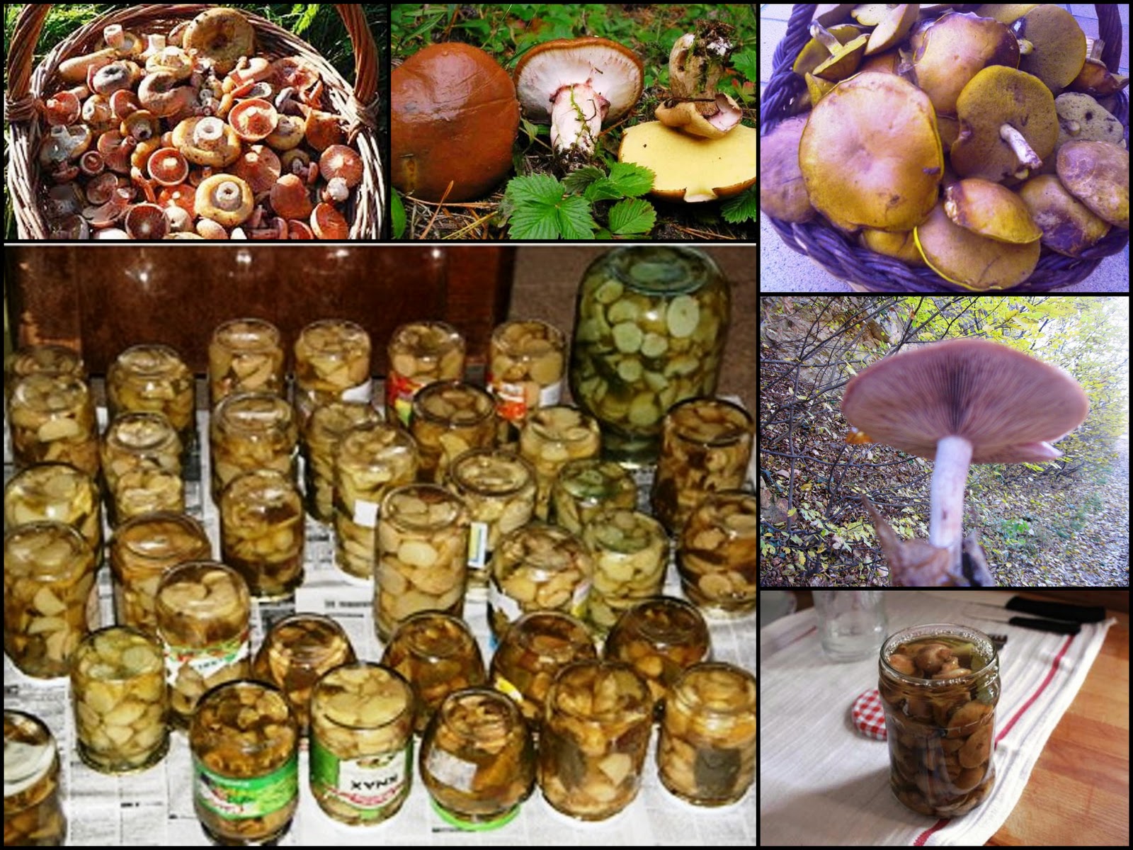 MORA, casa noastra: SEZONUL CIUPERCILOR