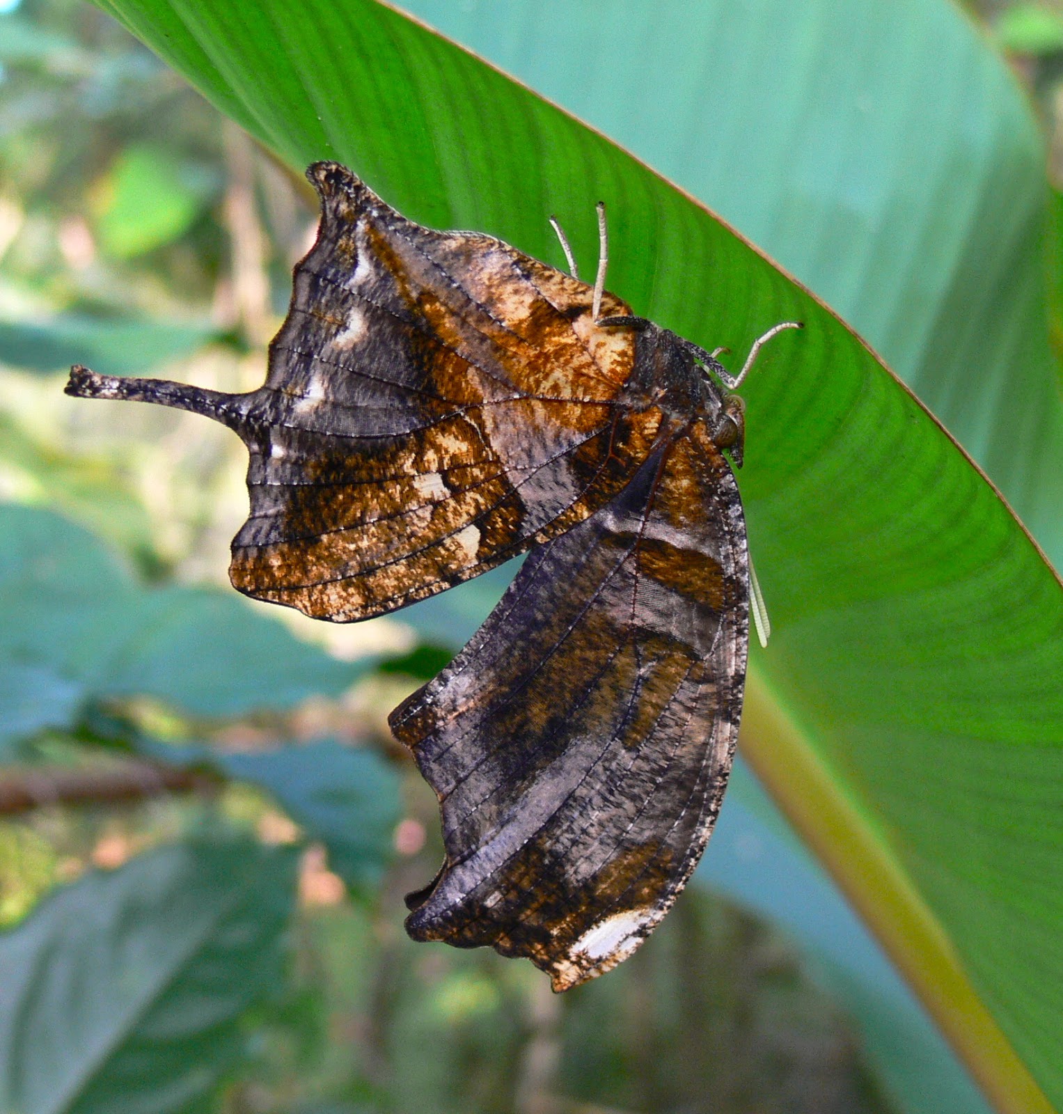 Tamarindo, Costa Rica Daily Photo: Giant Moth