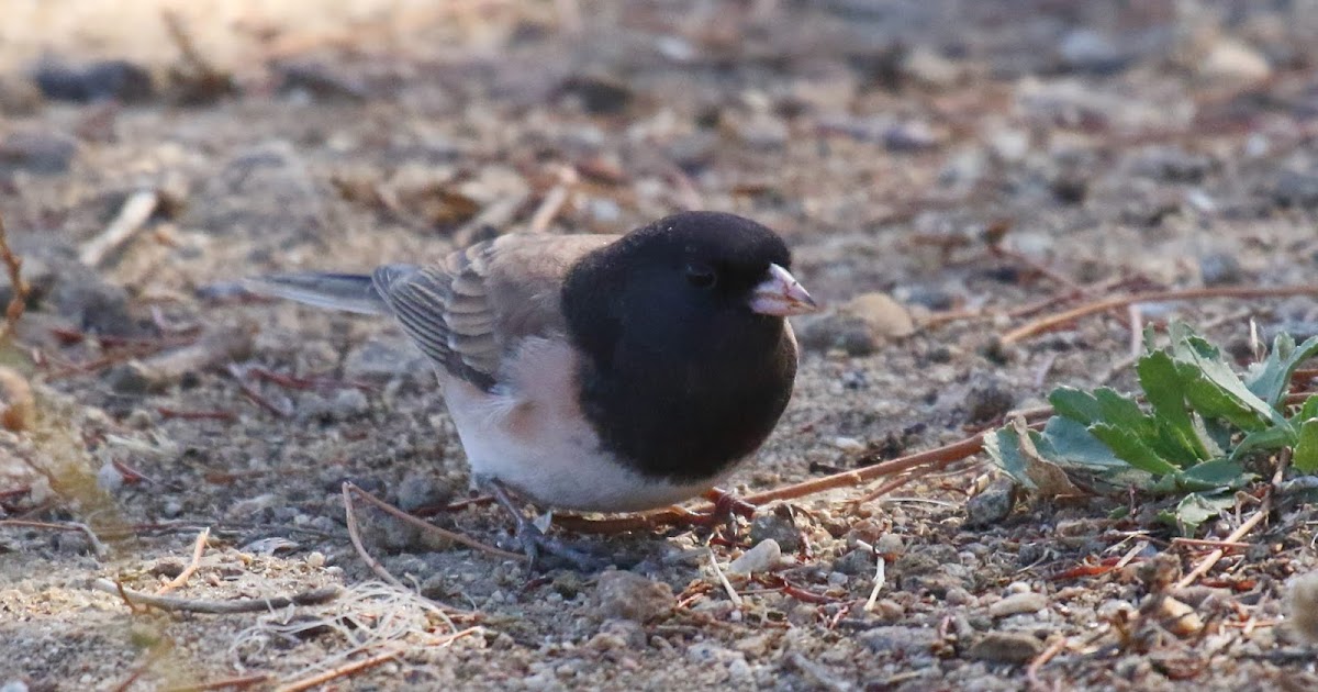 ID: Oregon and Slate-colored forms of Dark-eyed Juncos at Lake Cuyamaca ...