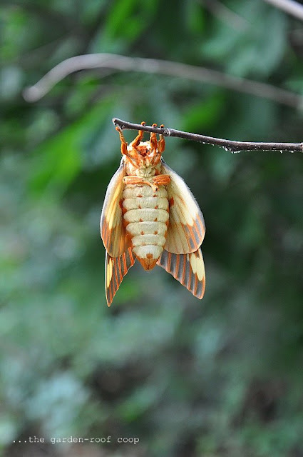 the garden-roof coop: Royal Walnut Moth...
