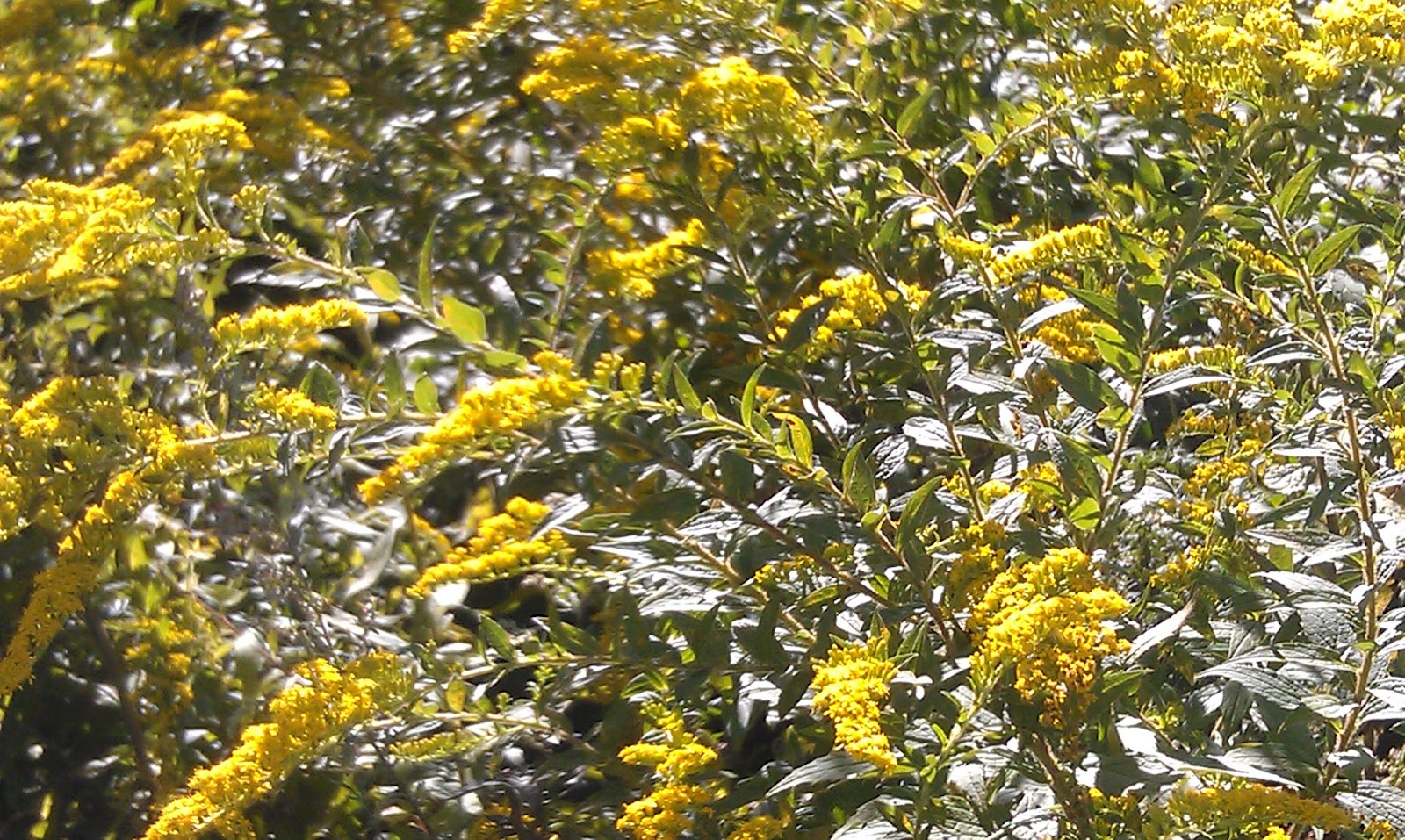 Thriving Nature In Photos : Fall's Yellow Colors