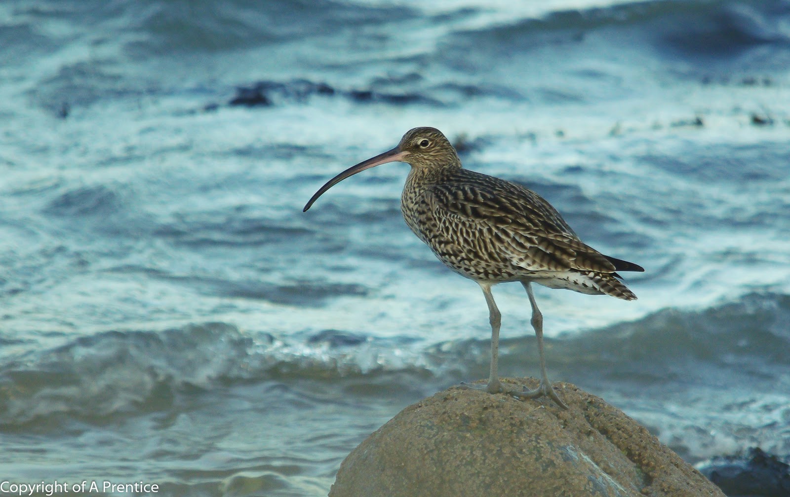 nibirds: January 2012