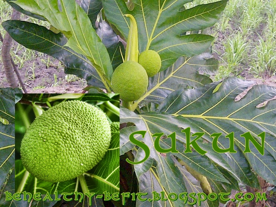 Be Healthy Be Fit: Sukun, (buah dan daun) dan Manfaatnya untuk Kesehatan