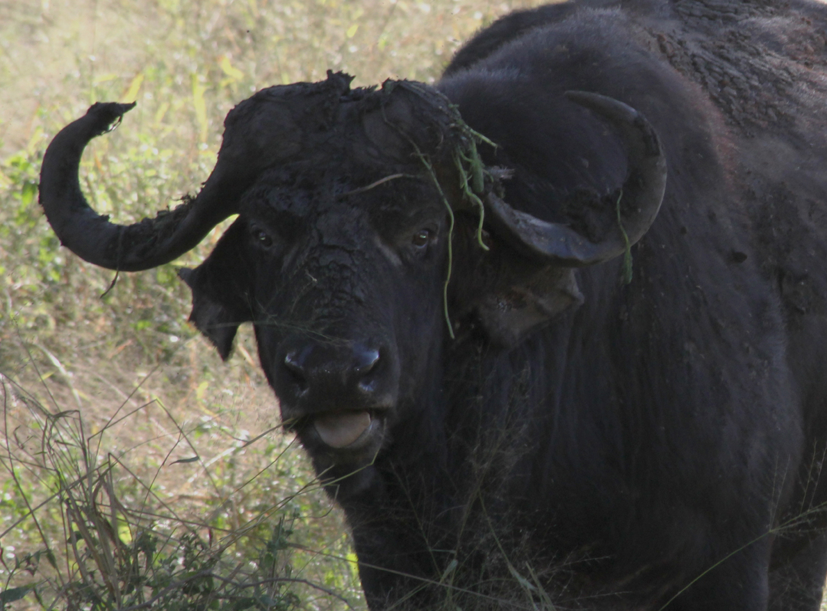travelswithkathleen: Buffalo Death Glare