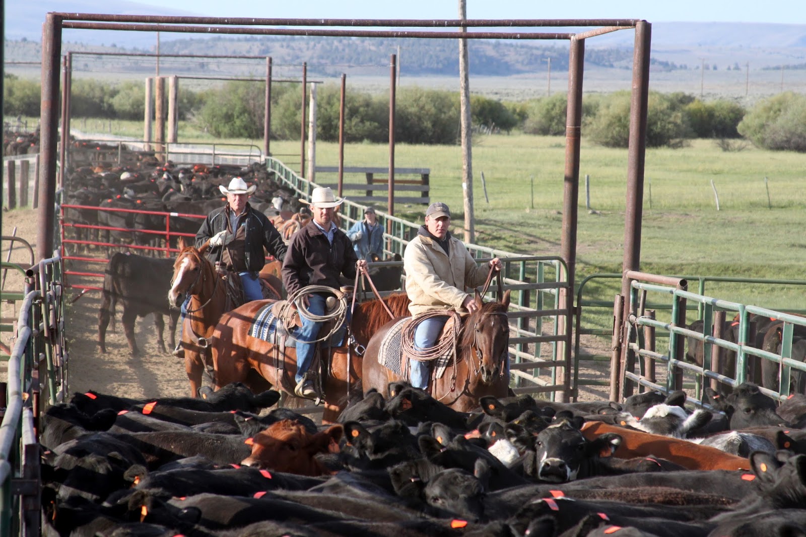 Success is Reason Enough: Breeding at the GI Ranch.