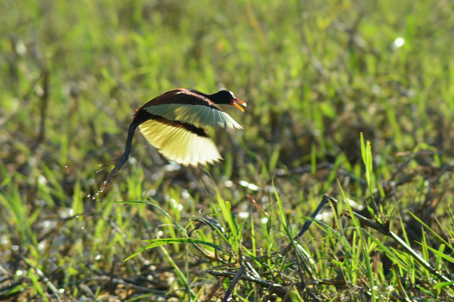 Guyane : Observer les caïmans aux marais de Kaw - Les rêveries d'Isisya