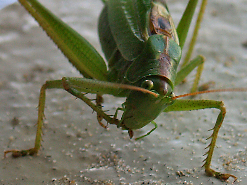 El ojo del buitre: Insectos - Langosta (Stenobothrus lineatus)