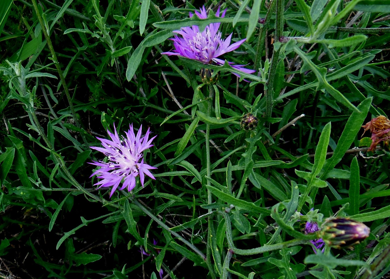 naturconsejos: CENTAURA ÁSPERA (Centaurea aspera)