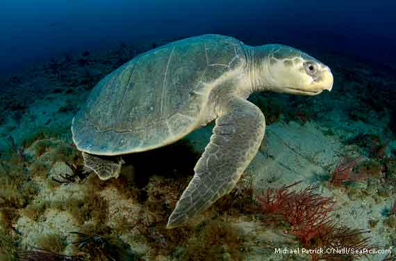 Group 3: Kemp's Ridley Sea Turtle - by Nick Cracchiolo