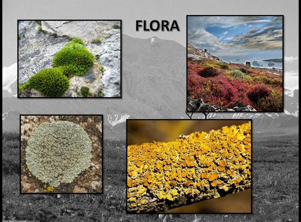 Naturaleza: La región Natural más fría del Mundo.