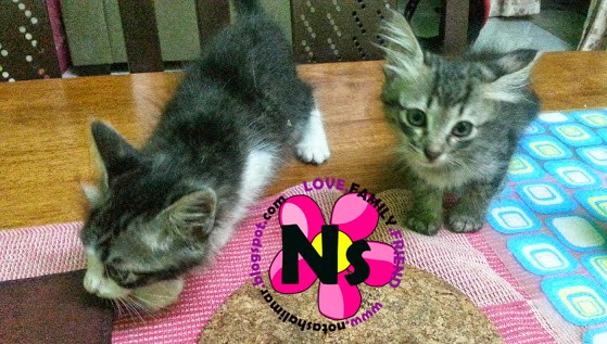 KUCING BARU NS & FAMILY