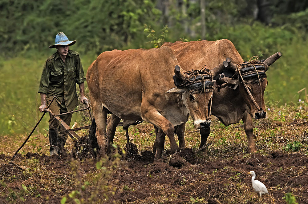 COSAS QUE QUEDAN: EL YUGO SUAVE DE JESÚS