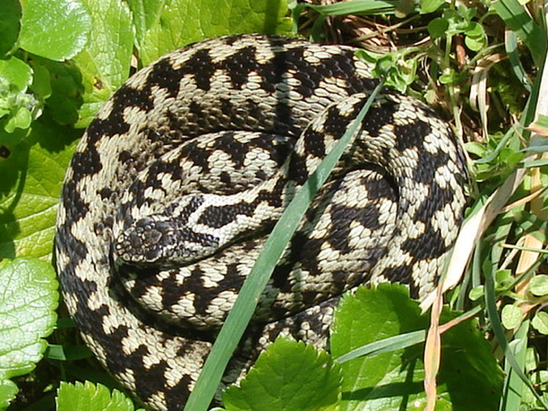 MERSEA WILDLIFE: SLOUGHING SNAKES
