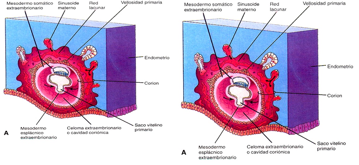 _: CLASE EMBRIOLOGIA N4, FECUNDACION Y DESARROLLO EMBRIONARIO, Primera ...