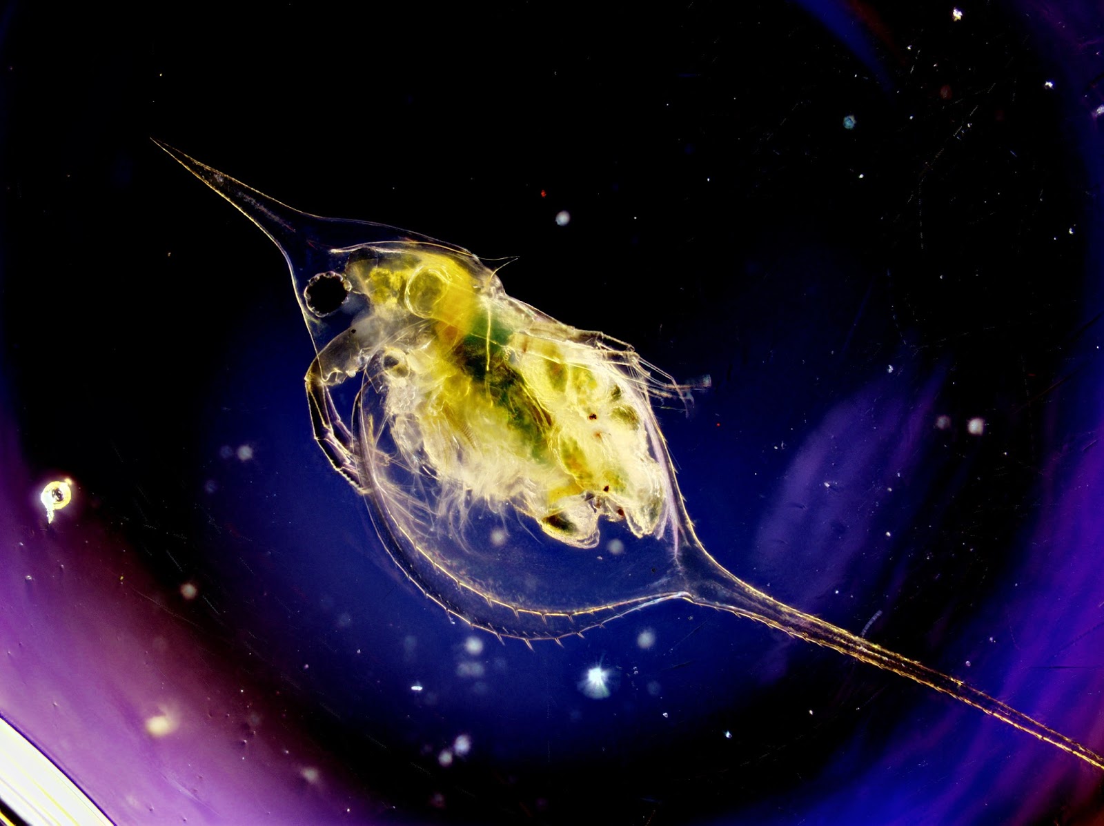 UIS News: UIS researchers combine science and art to capture images of ...