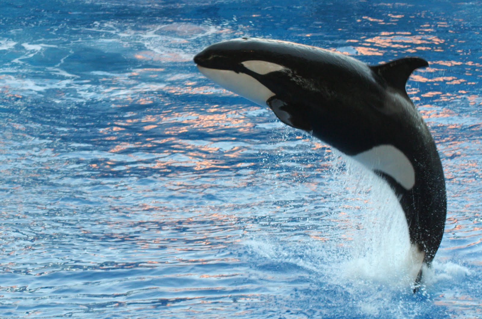 Imágenes del mundo animal: Orca