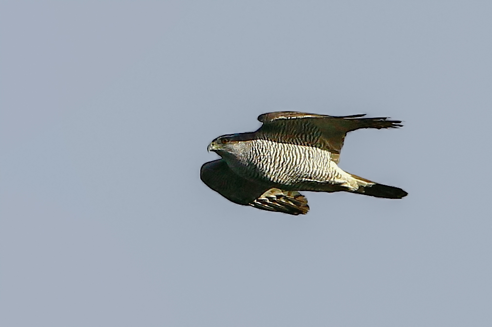 Wildlife Diaries: Northern Goshawk flight identification and ageing in ...