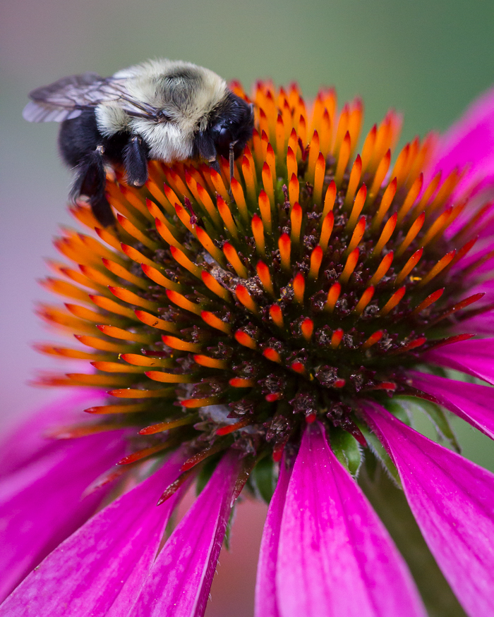 Whimbrel Nature: Evening Insects