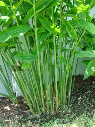 LENGKUAS (Alpinia galanga) | Eny Prasetyo