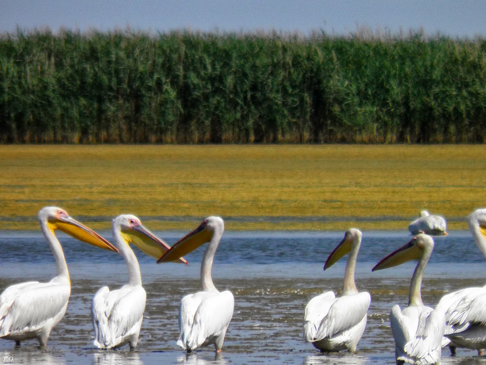 PASARI DIN ROMANIA: PELICAN COMUN (2), Pelecanus onocrotalus