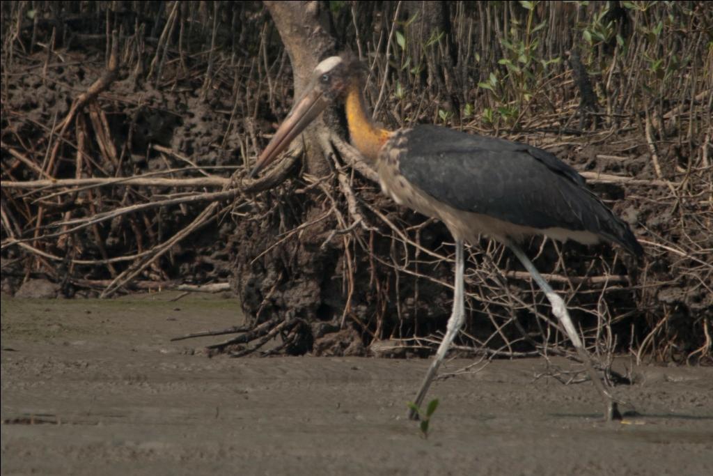 Eyes of "The Nature's Foundation": Banglar Pakhi