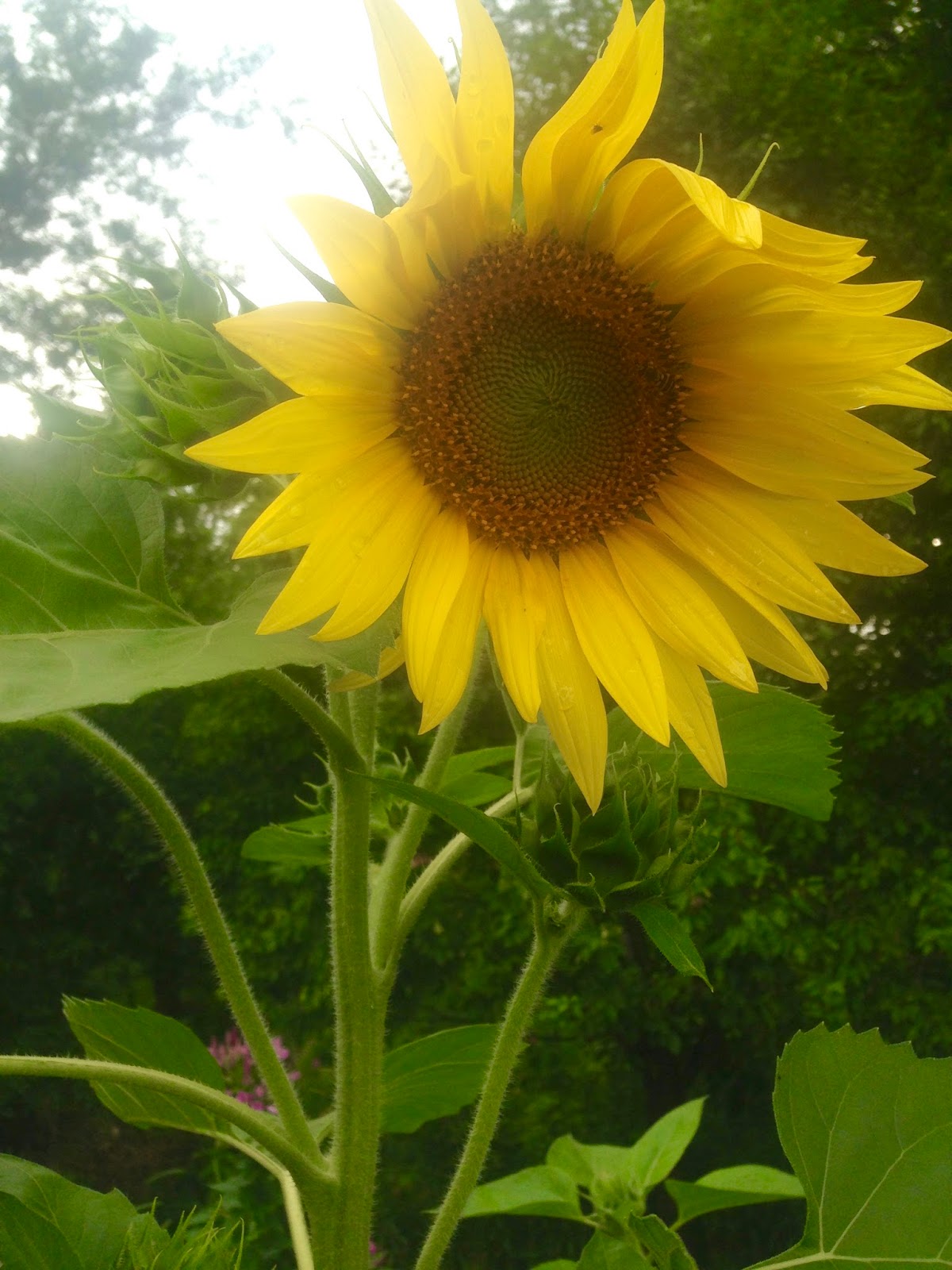 Amy's Creative Pursuits: What's Blooming in My Early August Garden