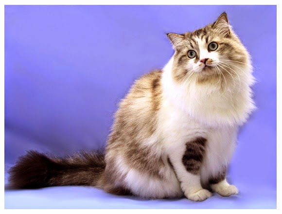 Les chats: Le Ragamuffin