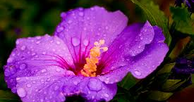 Purple Hibiscus: Characters of Purple Hibiscus