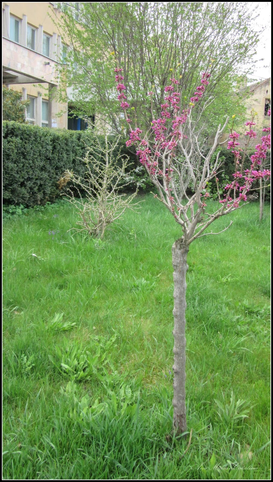 Lumea văzută din Turda: Arborele de Iudeea (Cercis canadensis)