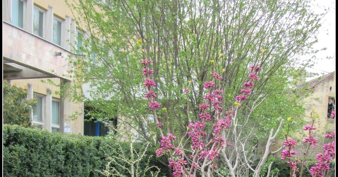 Lumea văzută din Turda: Arborele de Iudeea (Cercis canadensis)