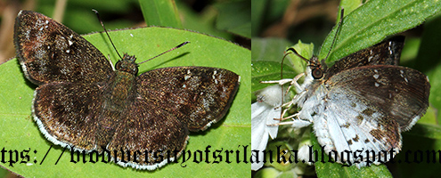 Biodiversity of Sri Lanka: Common Small Flat (Sarangesa dasahara albicilia)