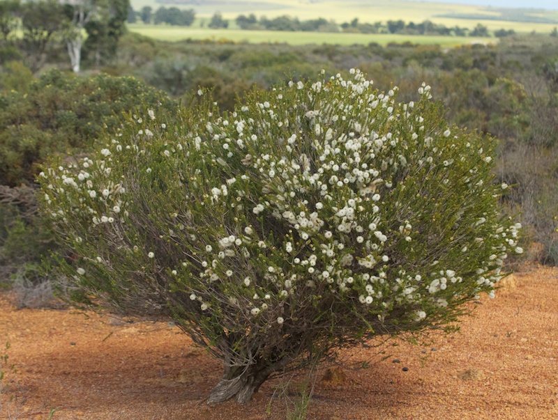 A Wandering Naturalist: Australia: A Wilderness of Wildflowers (Part 1)