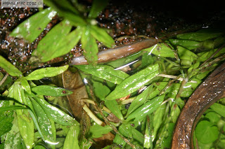 Sluggin' Along: Slug Pool Party