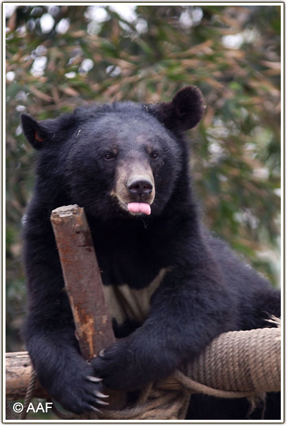 Bumpkin Bears and Friends: I ♥ Moon Bears Fundraising