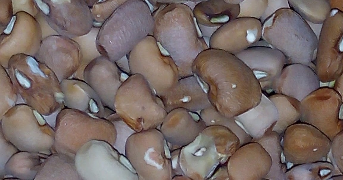 HUMBLE BEANS : THE NUTRITIONAL BENEFITS OF BEANS