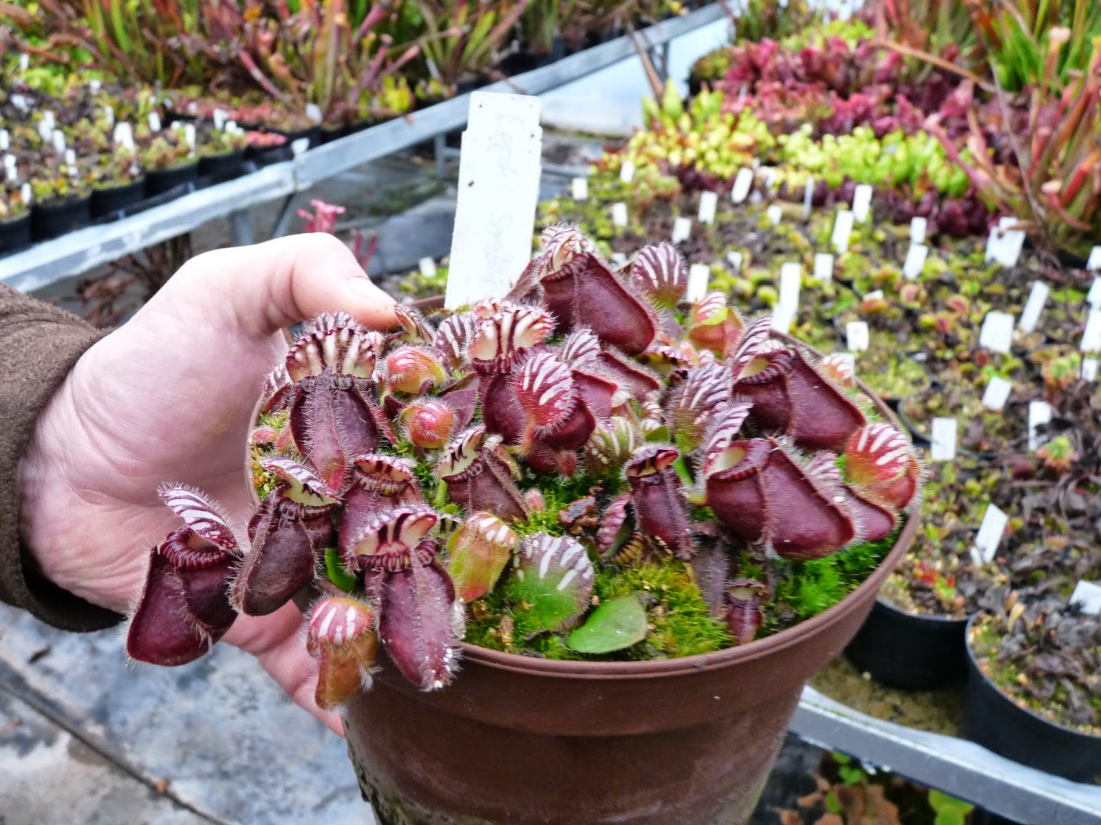 Cephalotus follicularis Eden black-