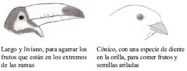 APRENDIZAJE DE AVES: Clase aves: características exclusivas. Plumas ...