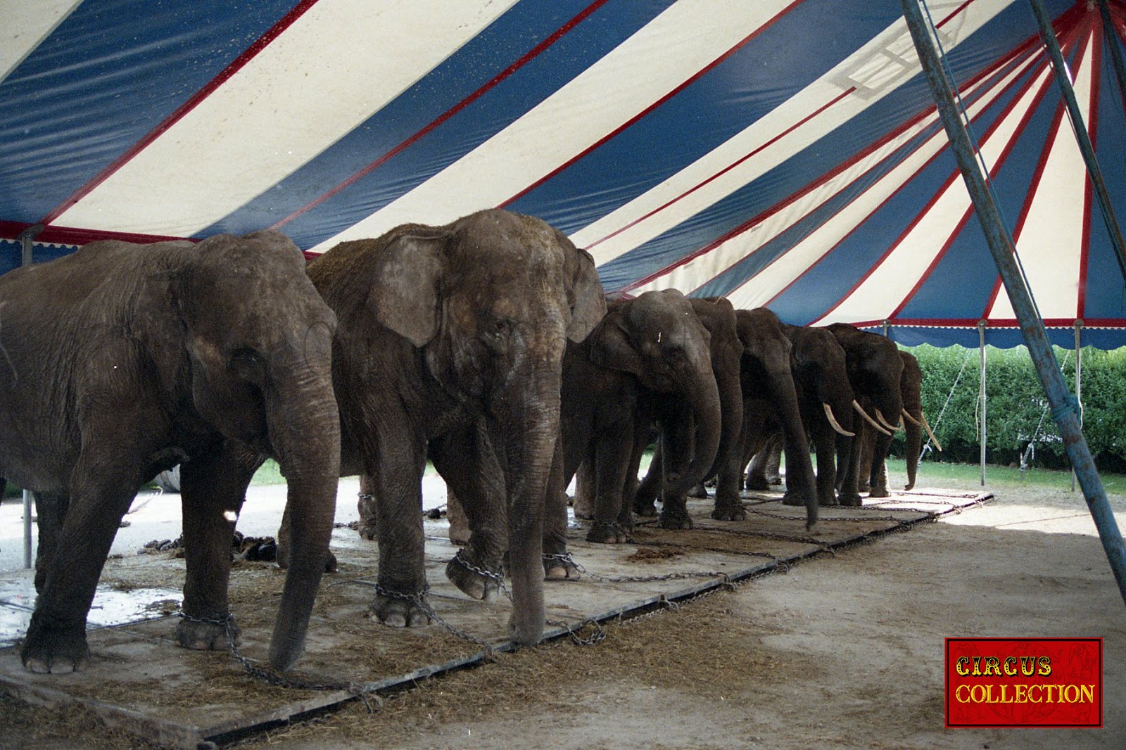 Circus -Collection: Ballade dans les ménageries du 20 eme siècle