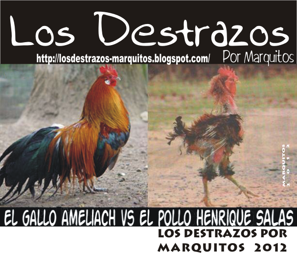 Los Destrazos: GALLO CONTRA POLLO DESPLUMADO