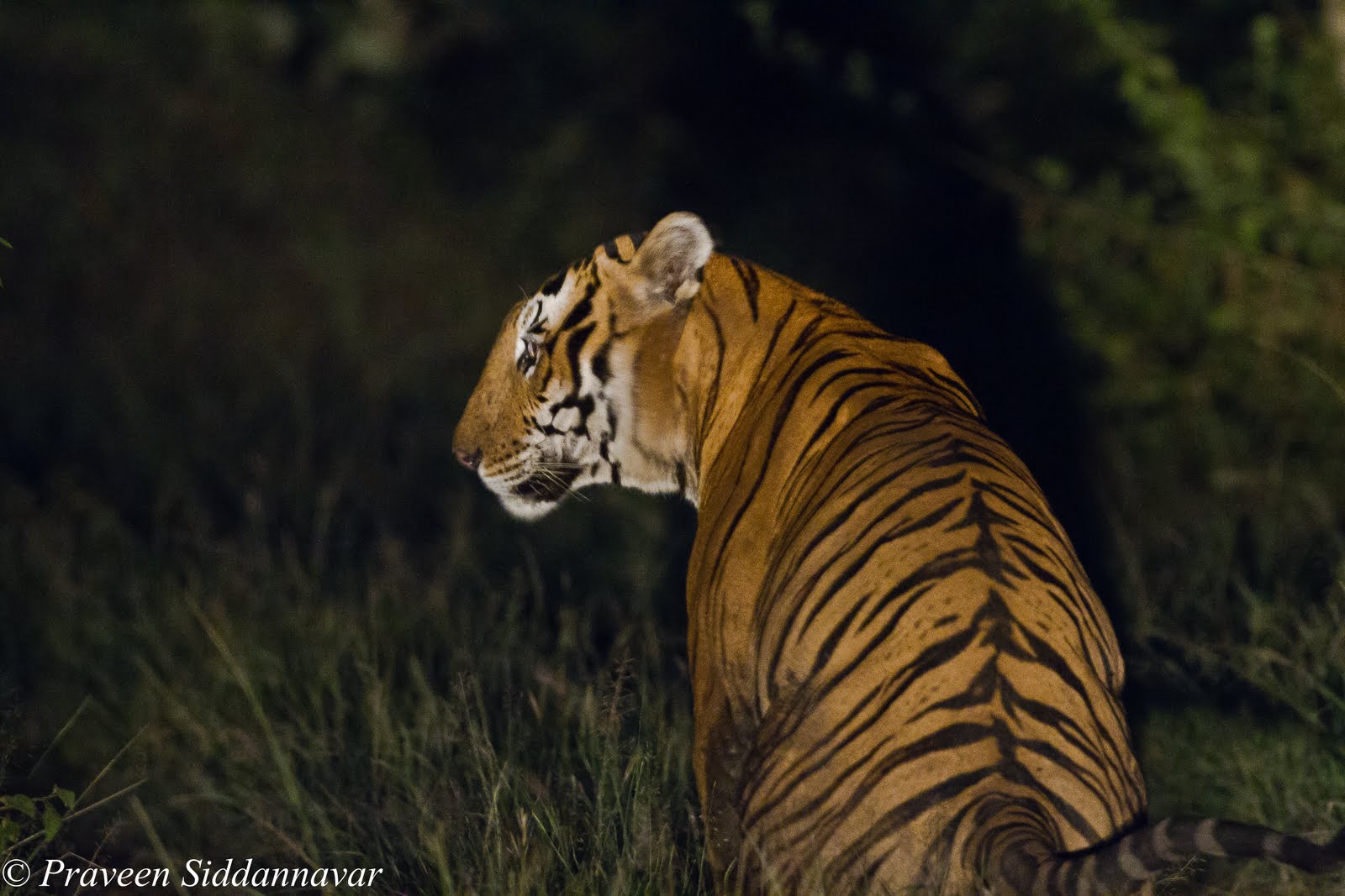 Praveen Siddannavar's Blog: A Tiger by Night!