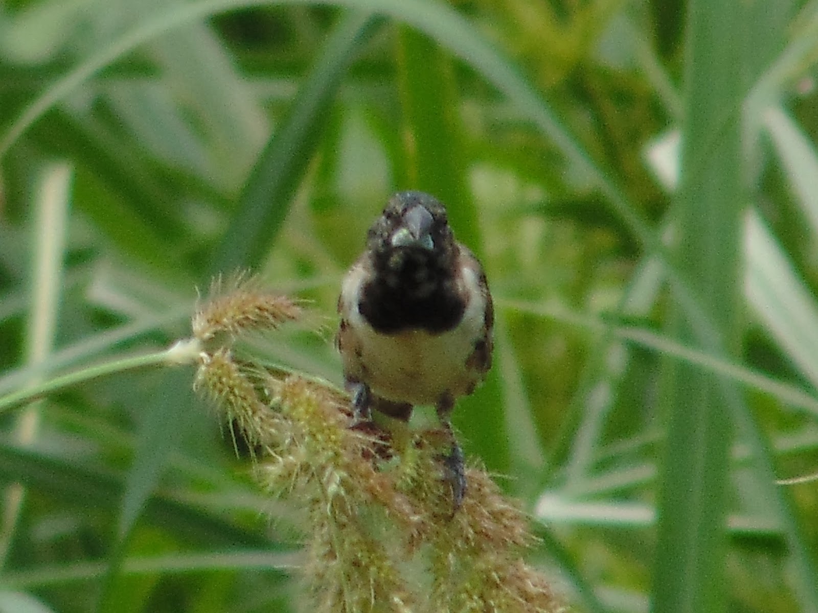 Ave: Diablito - Puerto Rico Loves Biology