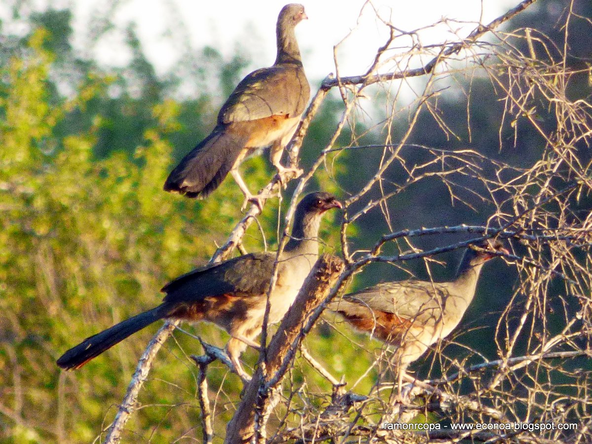 Aves del NOA y algo mas..: Charata (Ortalis canicollis)